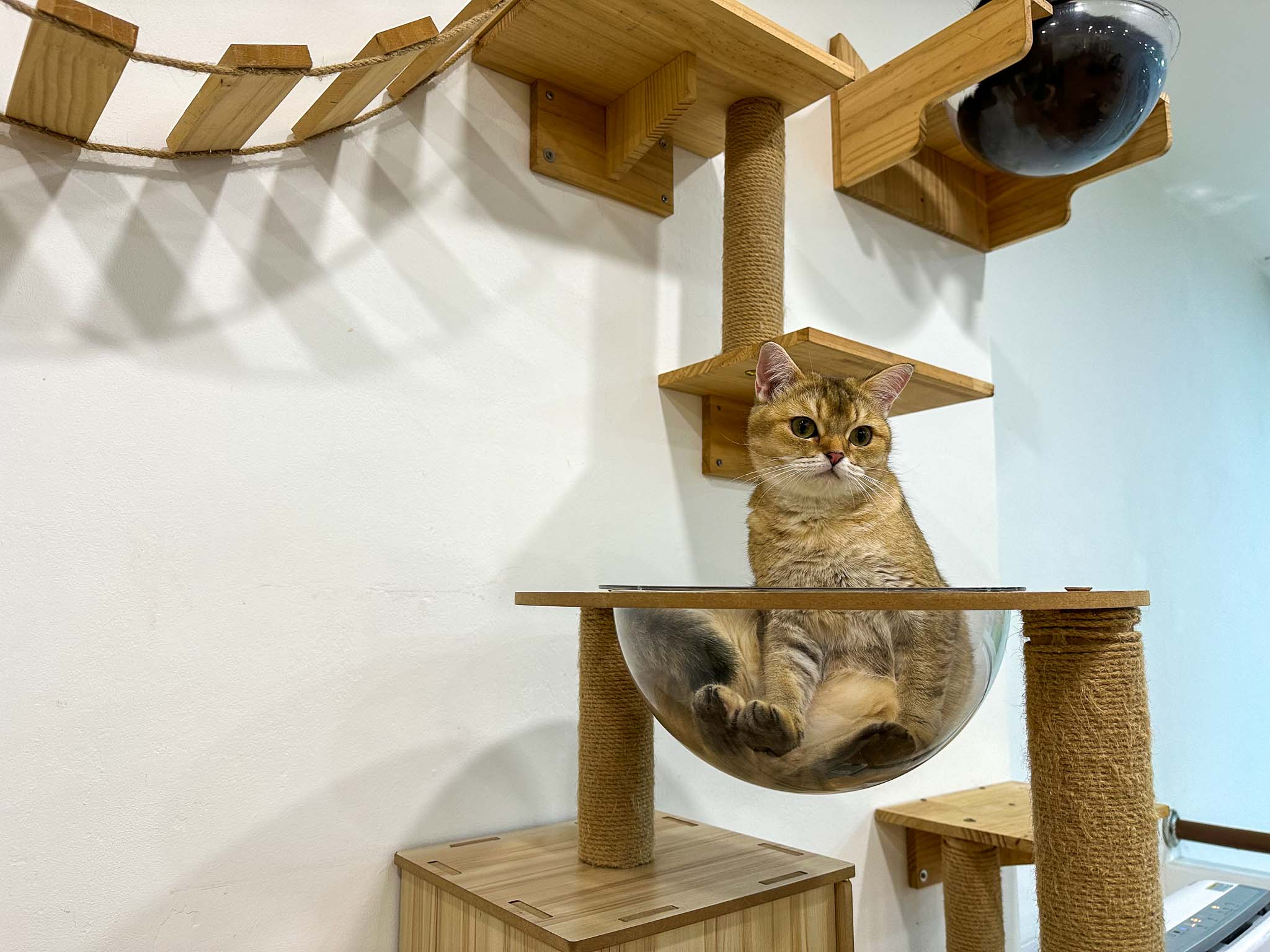 These Are The Best Cat Cafes in JB You Won't Want to Miss